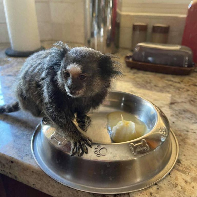 Available Monkeys For Sale – My Monkey Home
